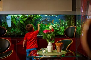 Criança apontando para um aquário com plantas aquáticas e peixes.