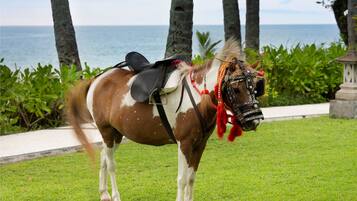 Um cavalo com sela e freios, em uma área gramada com vista para o oceano e palmeiras ao fundo.