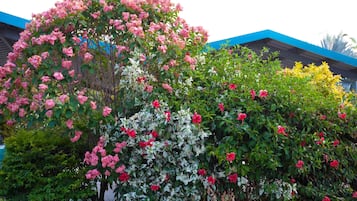 Jardim
