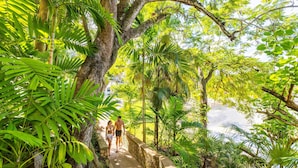 Um caminho cercado por vegetação exuberante e árvores, conduzindo a um corpo d'água.