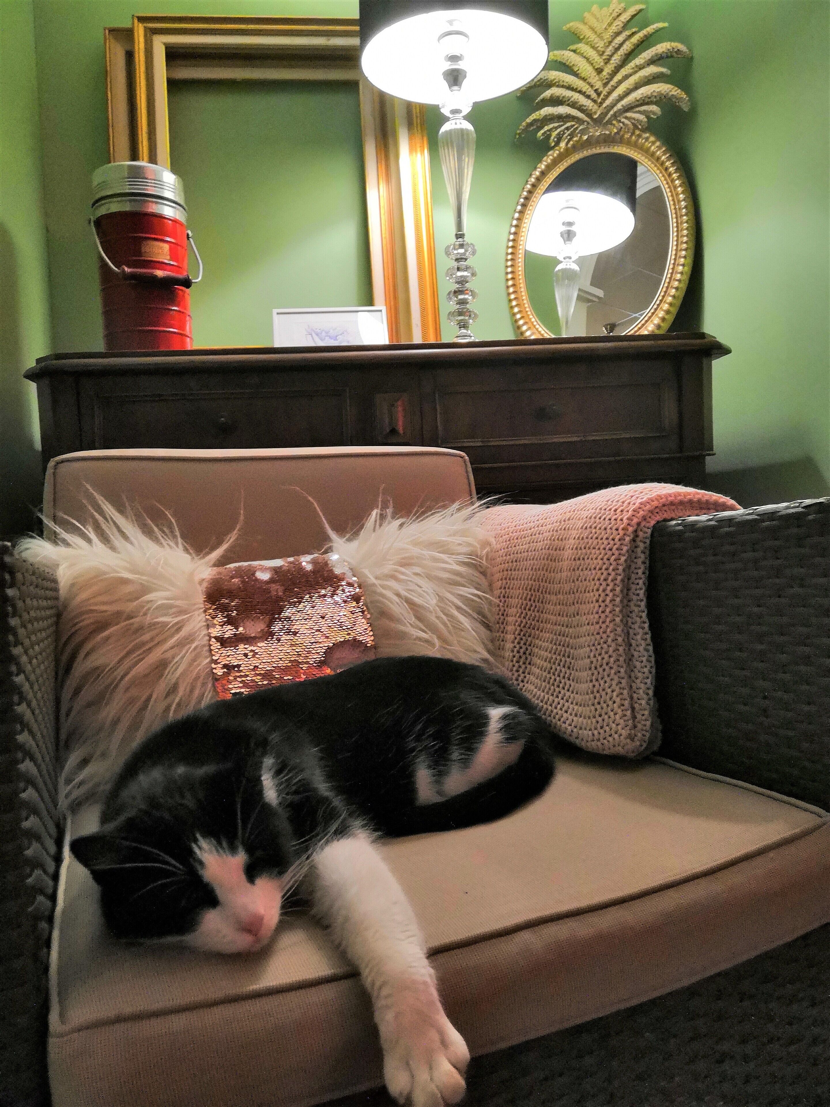 Um gato preto e branco descansando num sofá bege em um quarto com paredes verdes, um aparador de madeira e um espelho.