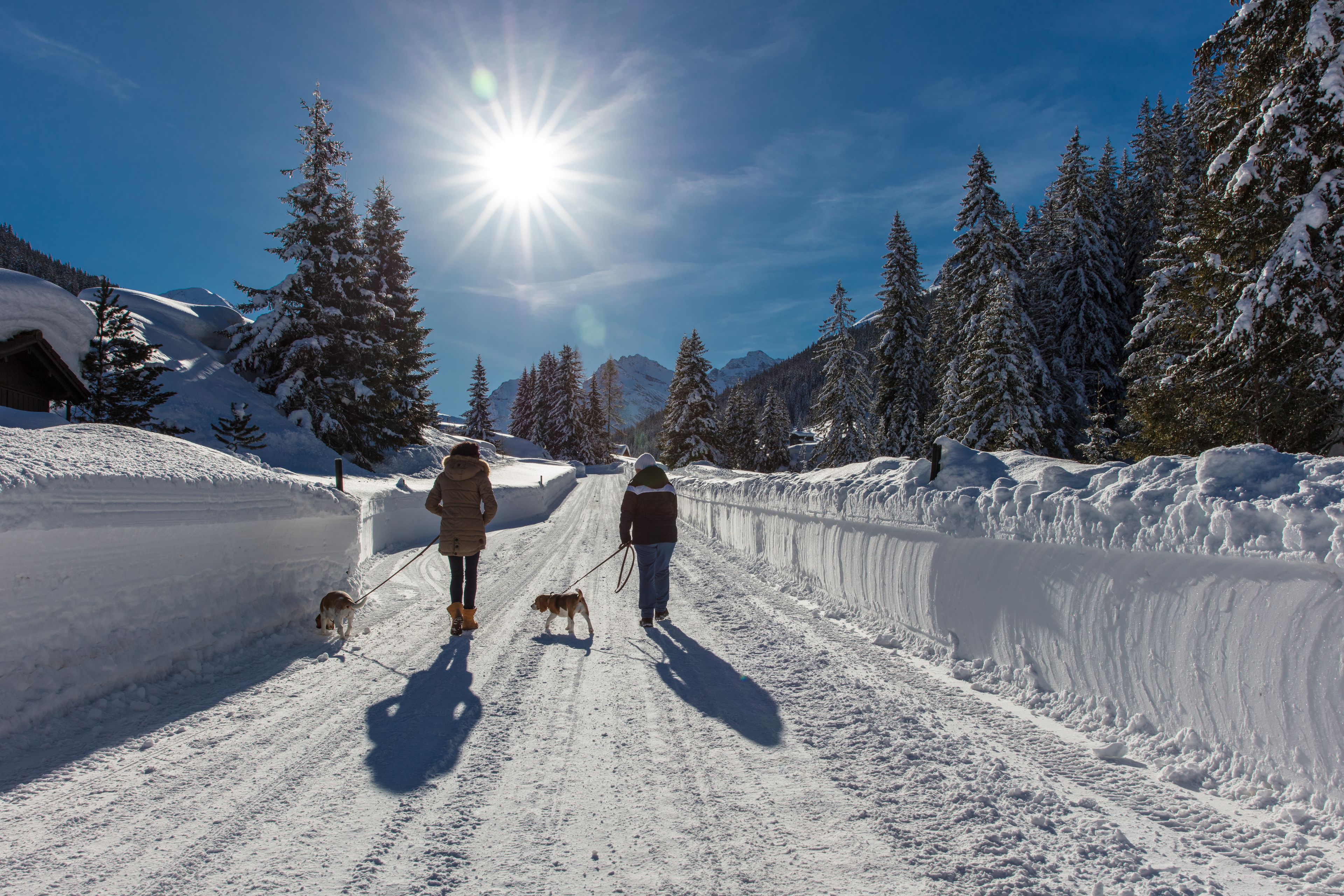 Uma estrada de montanha coberta de neve, com duas pessoas passeando com cães, cercada por árvores e montanhas nevadas.