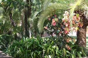 Jardim