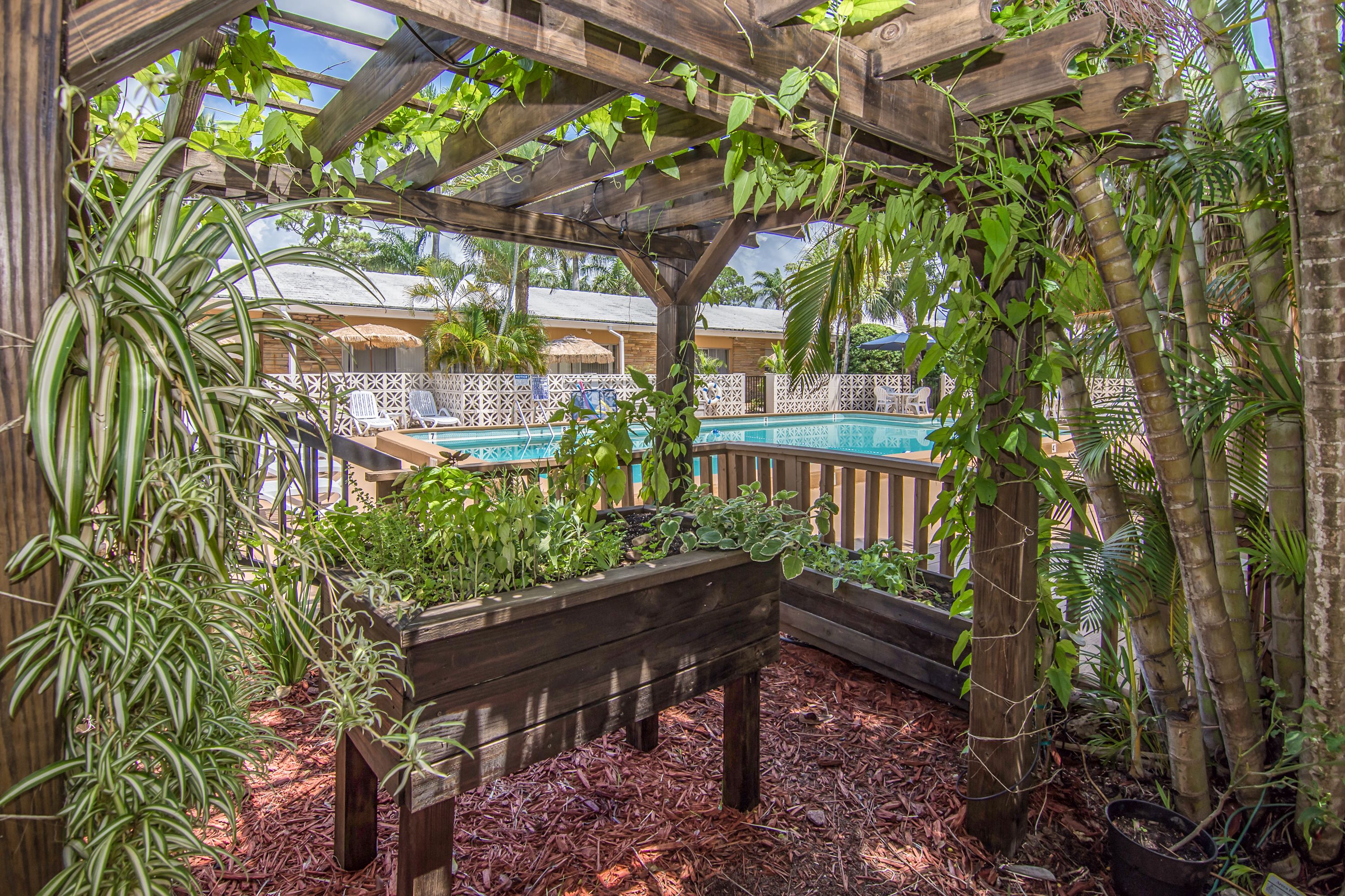 Uma pérgola de madeira com plantas trepadeiras, uma piscina e um deck de madeira com cadeiras.