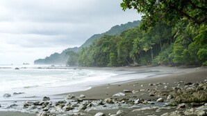 Uma praia com primeiro plano rochoso, ondas calmas e vegetação verde densa ao fundo.