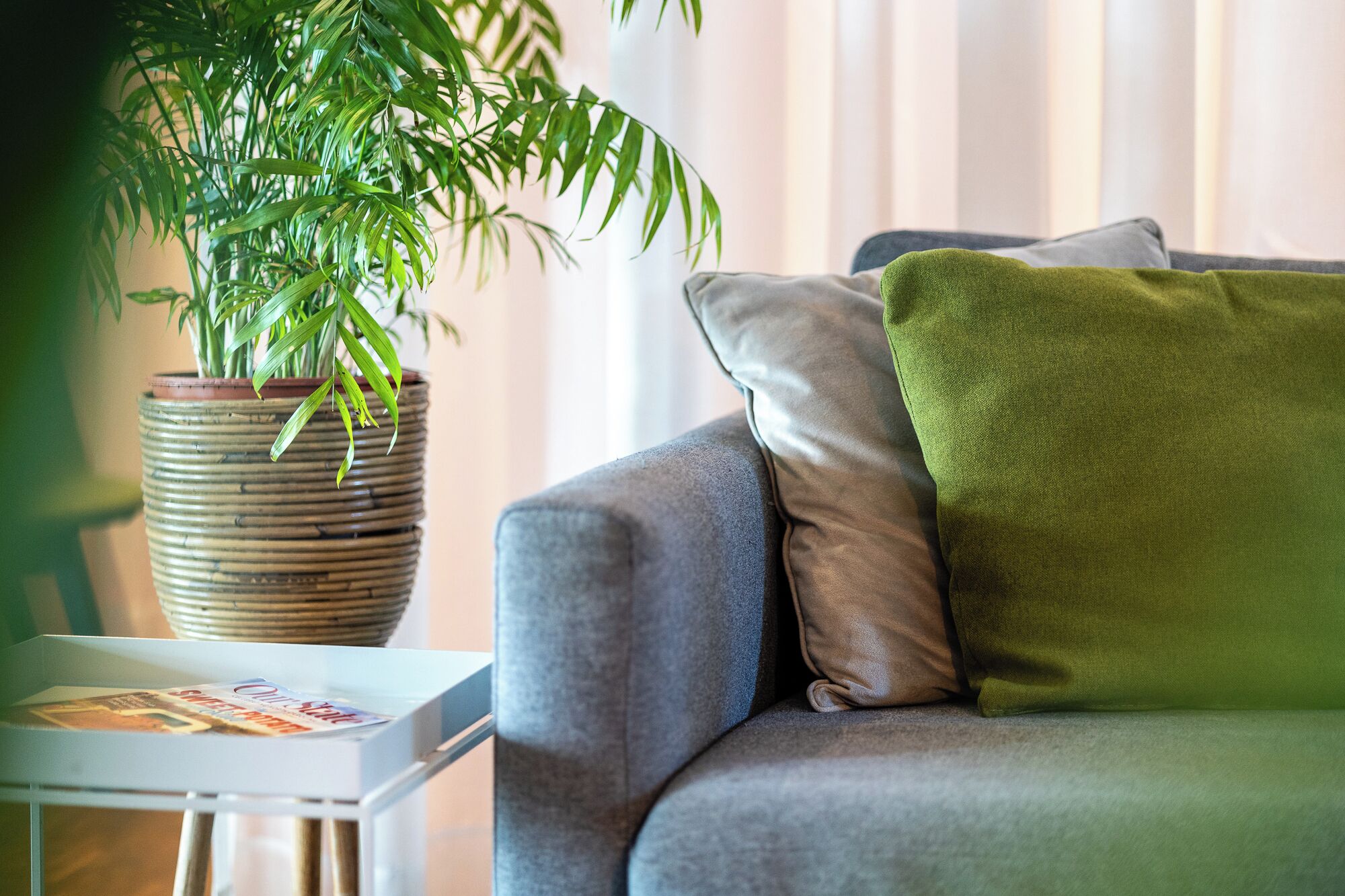 Uma sala de estar com um sofá cinza, um travesseiro verde e uma planta em vaso.