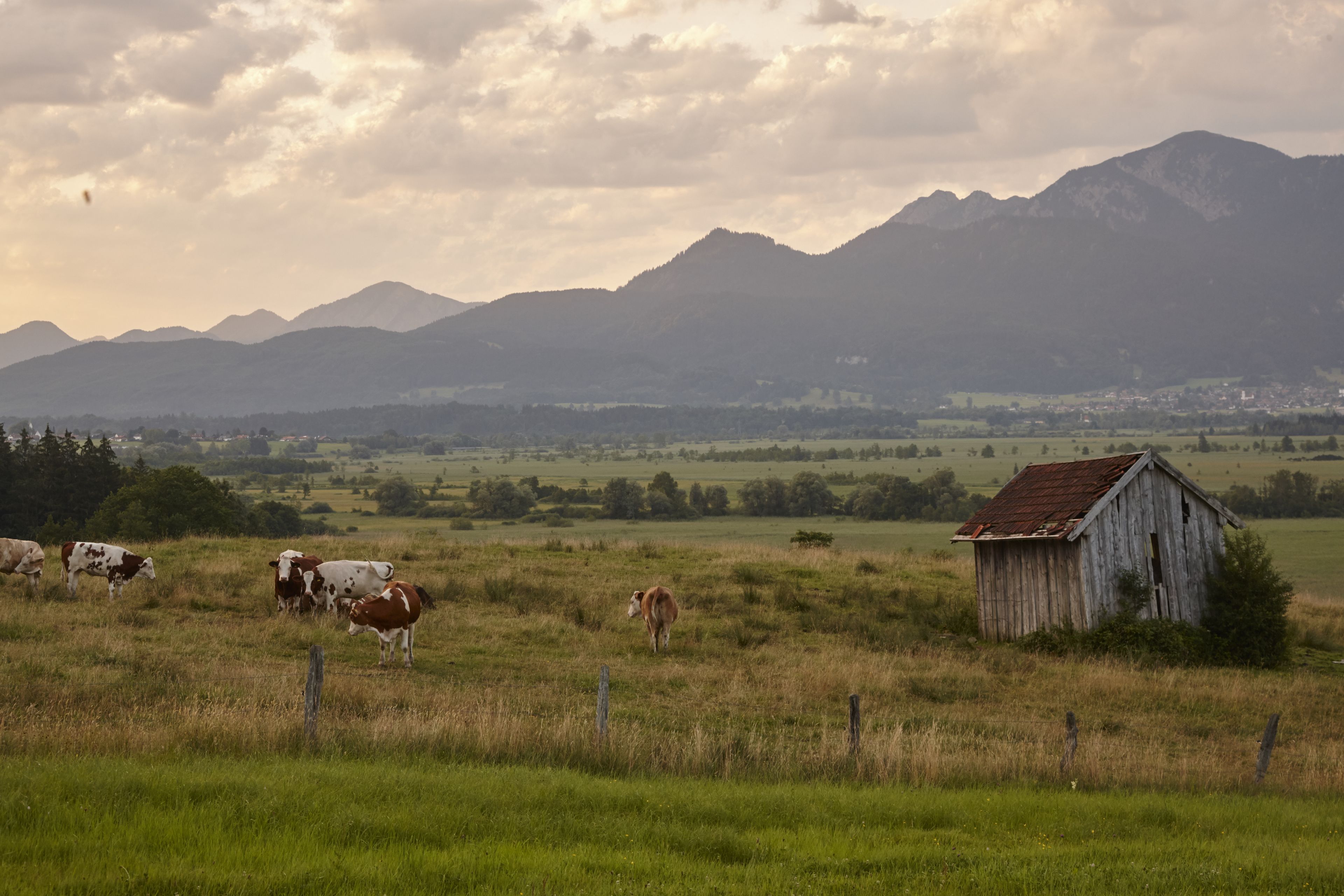 Paisagem rural com celeiro, vacas pastando e montanhas ao fundo.
