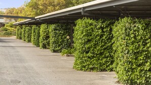 Uma área externa coberta com sebes bem aparadas e um caminho pavimentado.