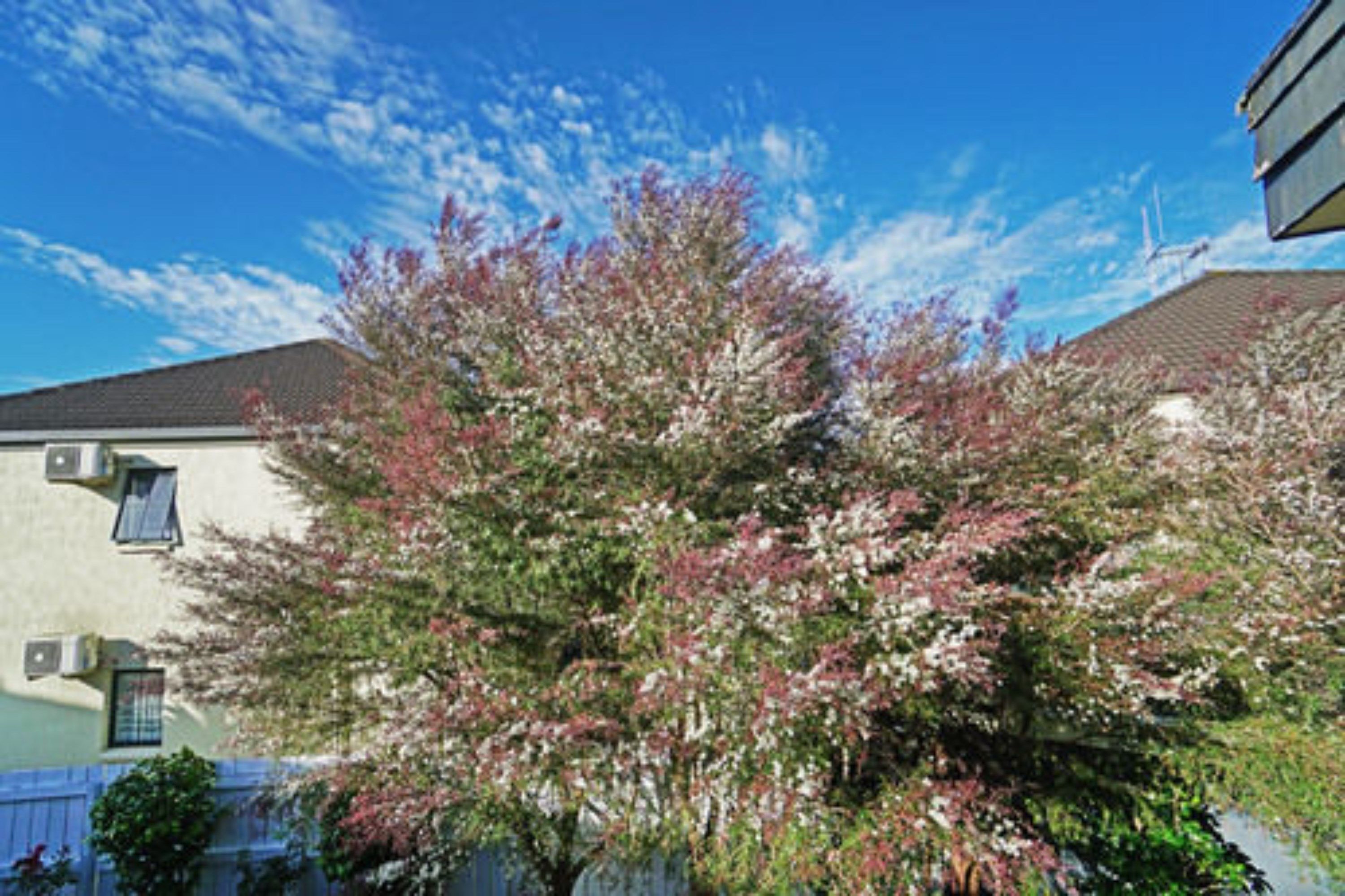 Um edifício residencial com telhado inclinado, aparelhos de ar condicionado e uma árvore com flores cor-de-rosa à frente.