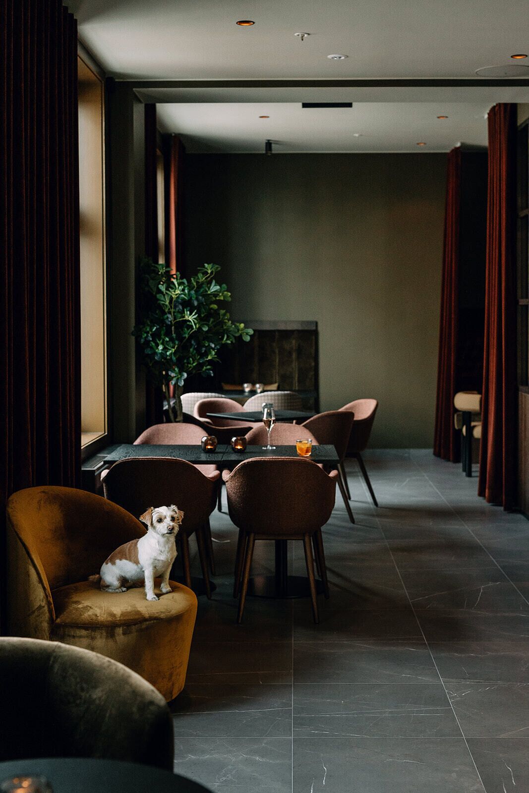 Uma sala de jantar moderna com uma mesa posta para dois, rodeada por cadeiras de veludo. Um cão pequeno está sentado em uma das cadeiras.
