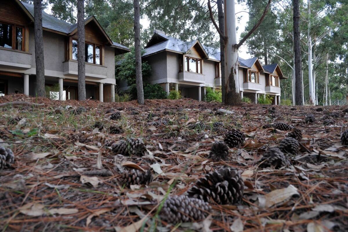 Uma fileira de cabanas modernas com varandas, cercada por uma área arborizada com pinhas no chão.