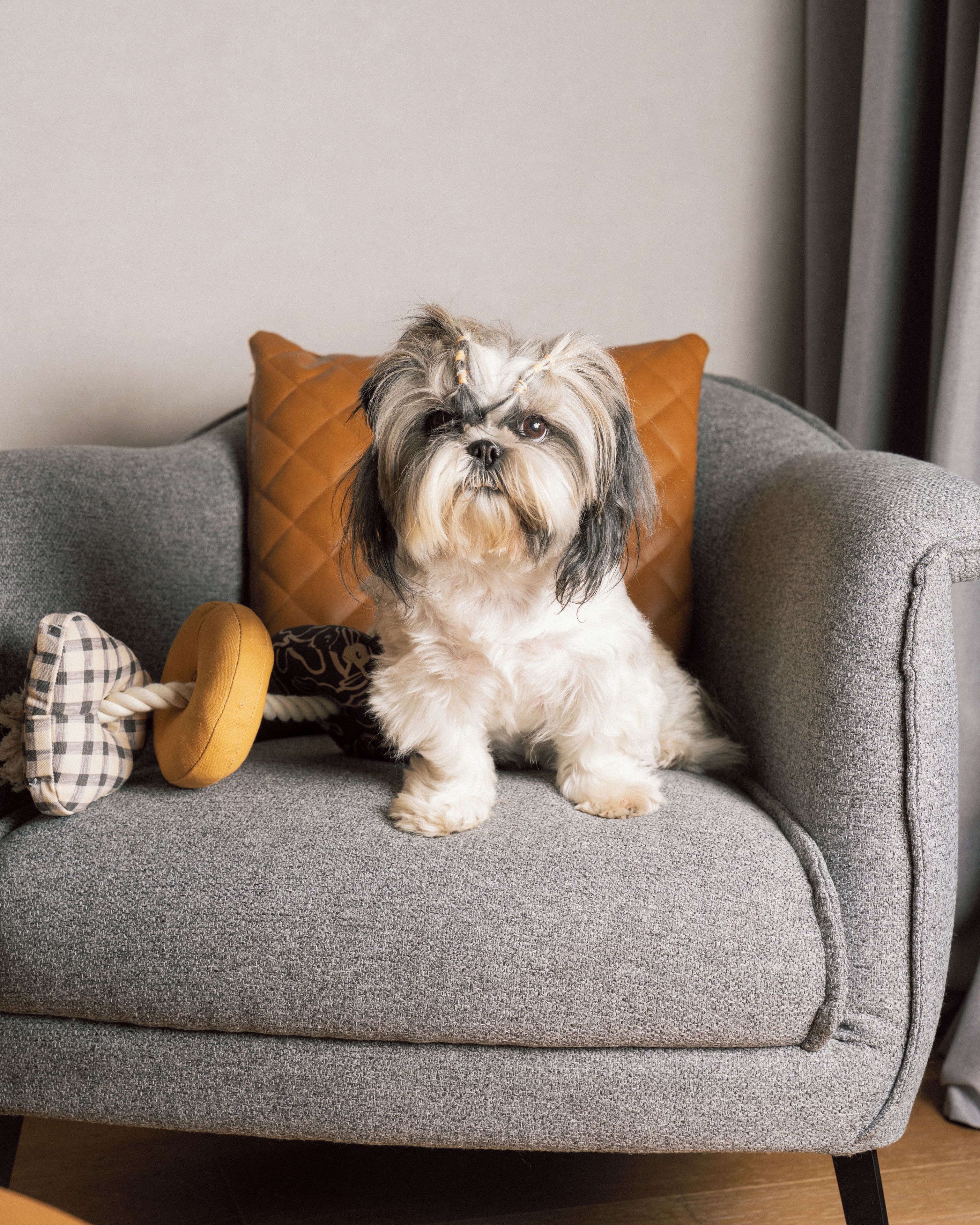 Um cão pequeno sentado num sofá cinzento com uma almofada estampada e um brinquedo.