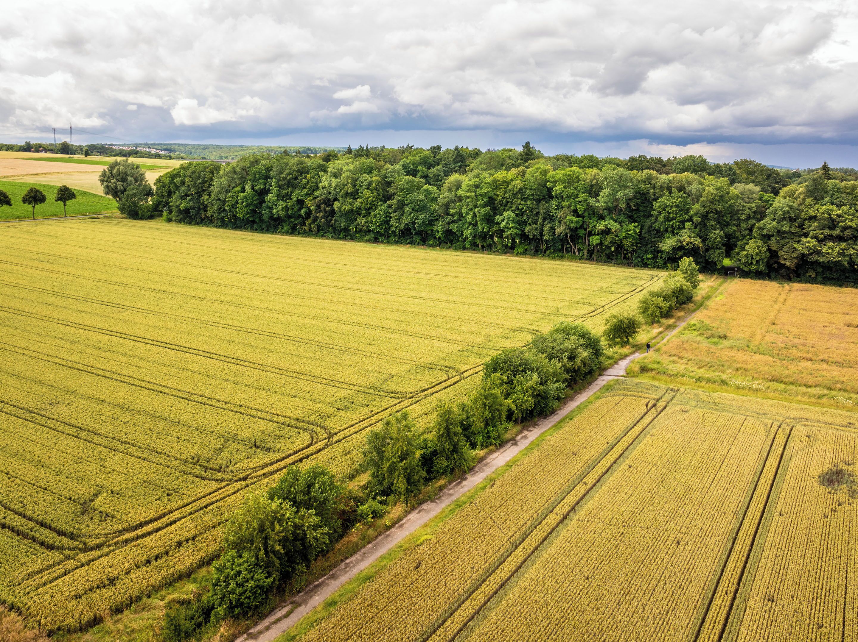 Vista aérea de um extenso campo agrícola com uma trilha de terra cortando-o.