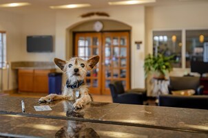 Suite, 1 cama queen-size, frigorífico e micro-ondas, vista para a montanha (with Sofabed) | Vista para a montanha