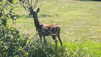 Um veado em um campo gramado com árvores e um prédio ao fundo.