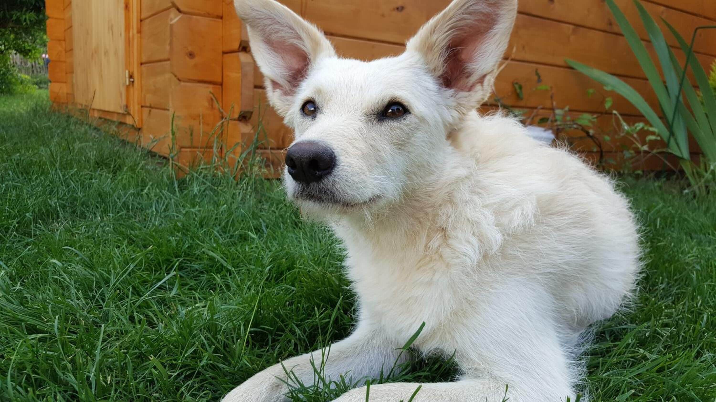 Um cão branco sentado na relva com uma vedação de madeira ao fundo.
