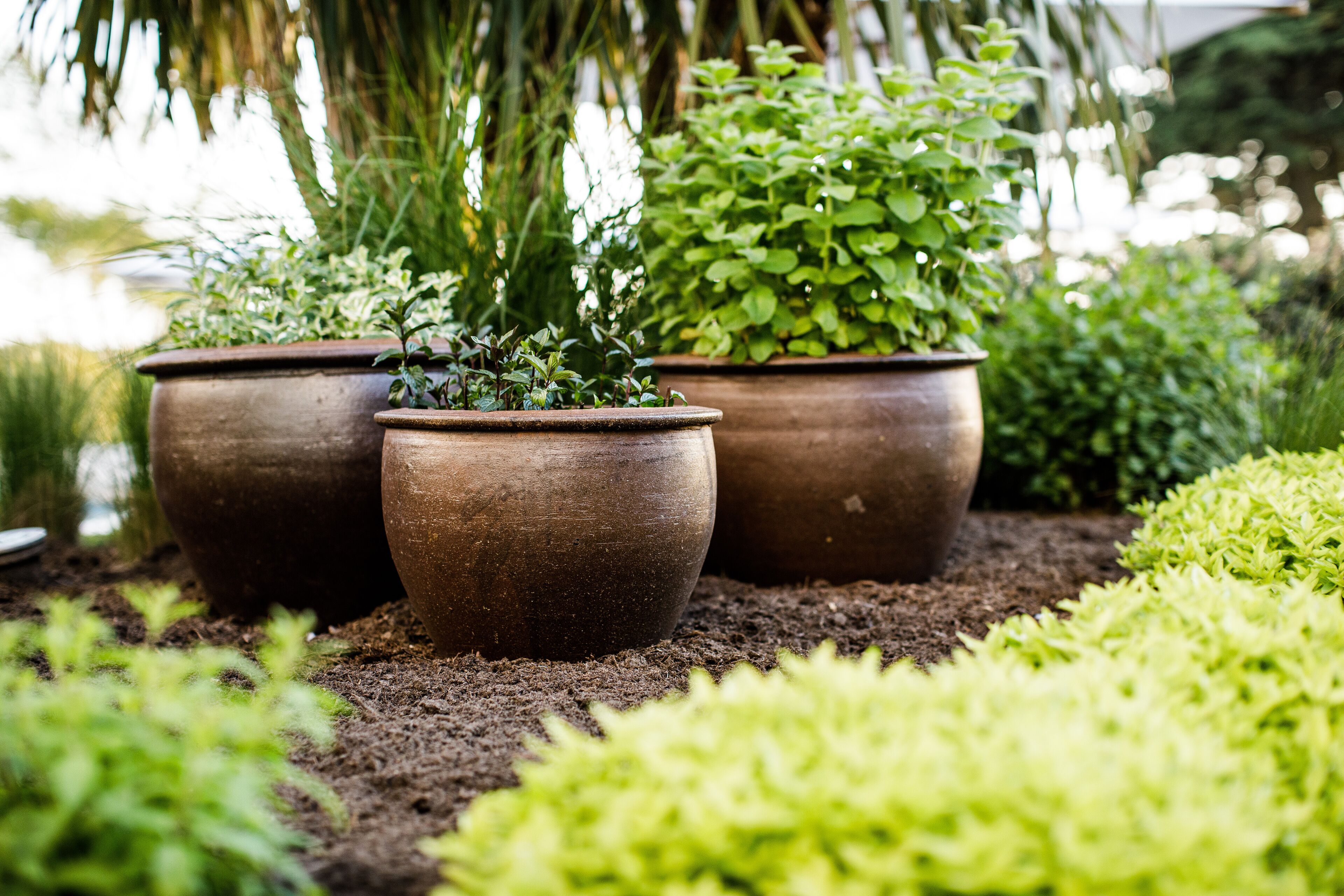 Três grandes vasos de terracota com plantas em um jardim.