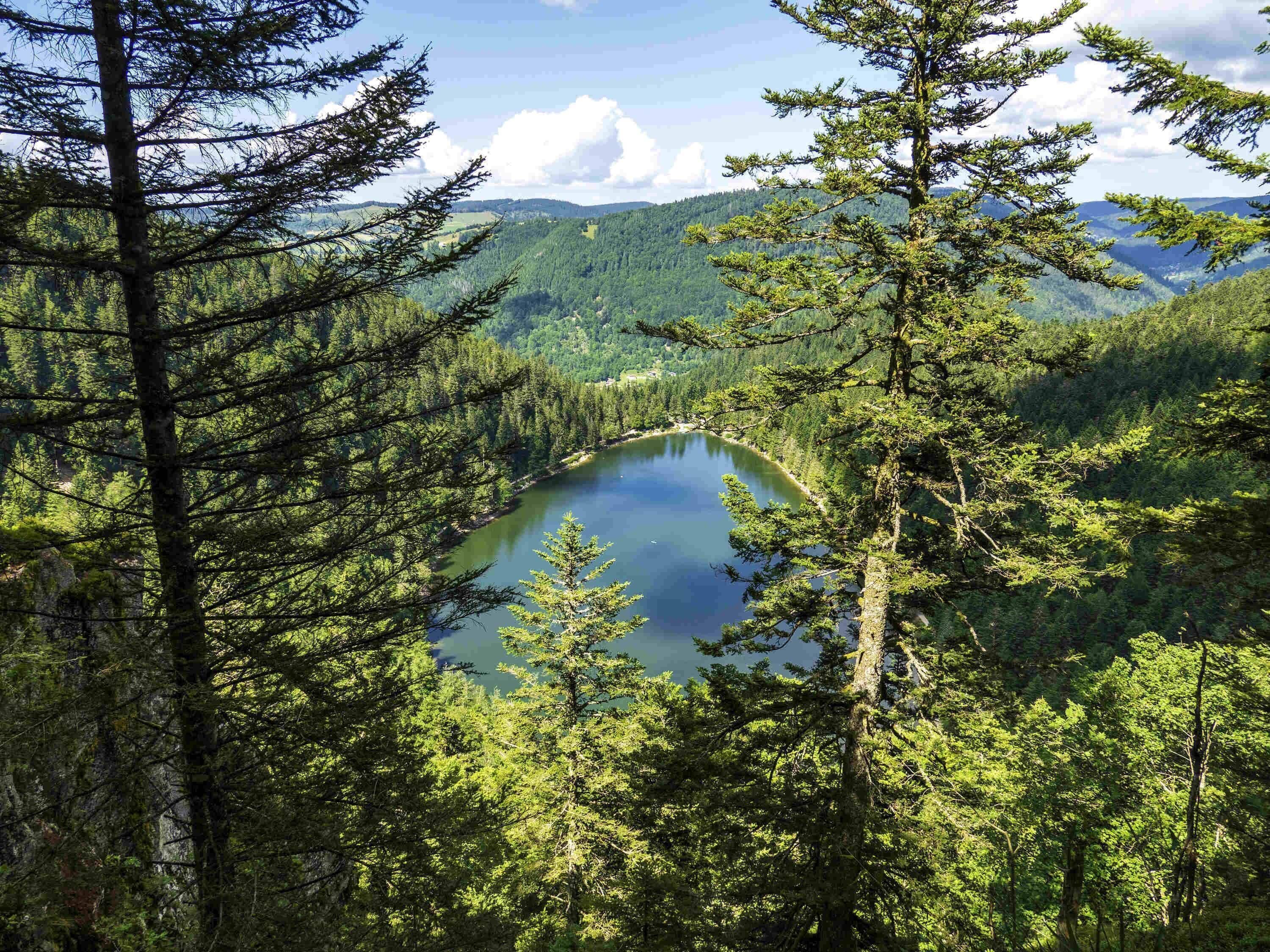 Paisagem arborizada com um lago e montanhas ao fundo.
