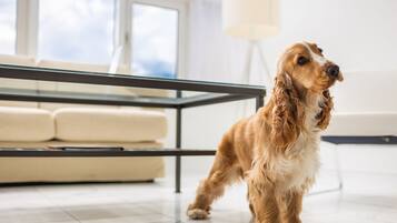 Um cão em pé numa sala de estar moderna, com uma mesa de centro de vidro e um sofá branco.