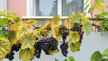 Uma videira com cachos de uvas roxas escuras em frente a uma fachada de edifício.