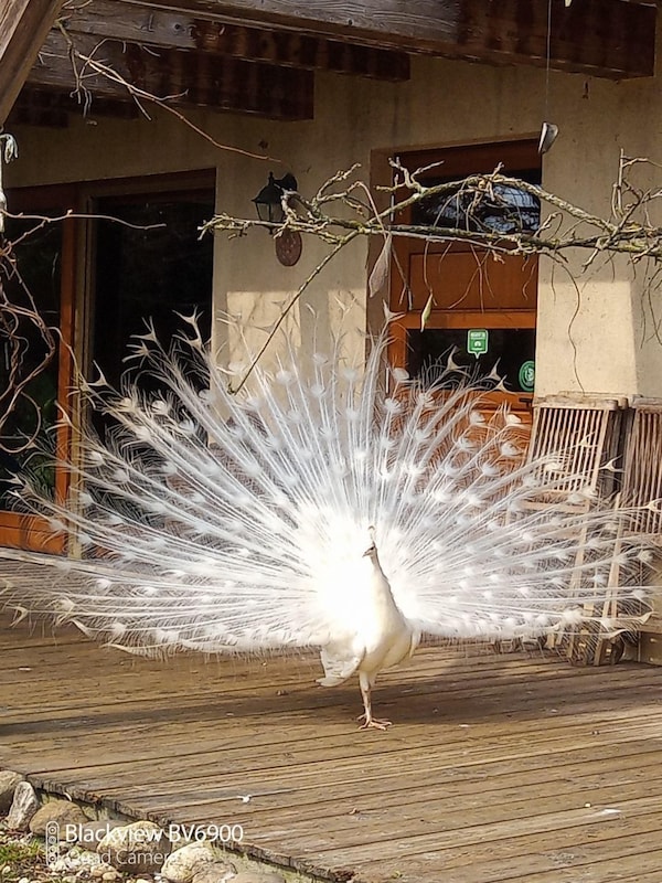Campo Di Cielo - Alps