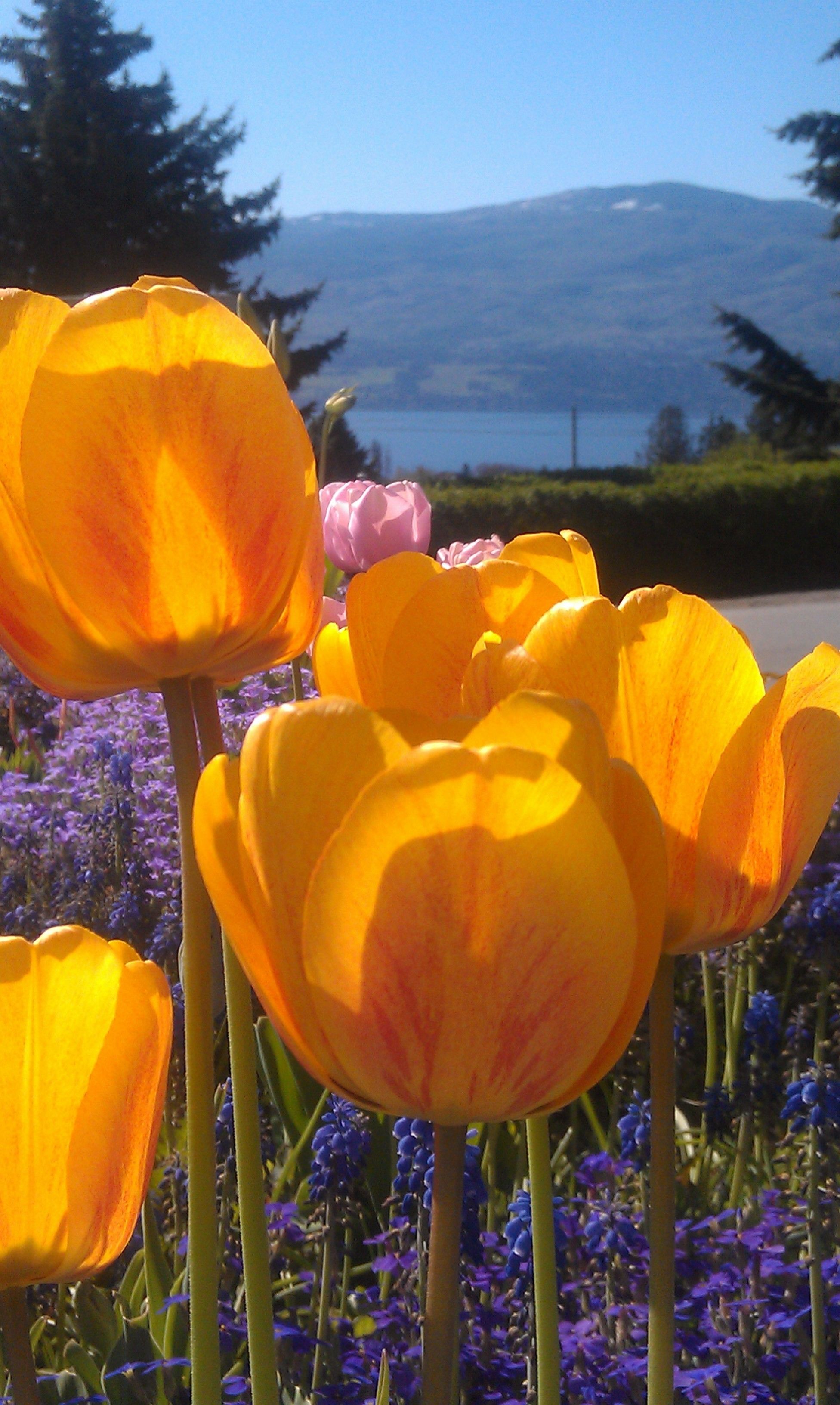 Um campo de tulipas amarelas com flores roxas ao fundo e uma montanha à distância.
