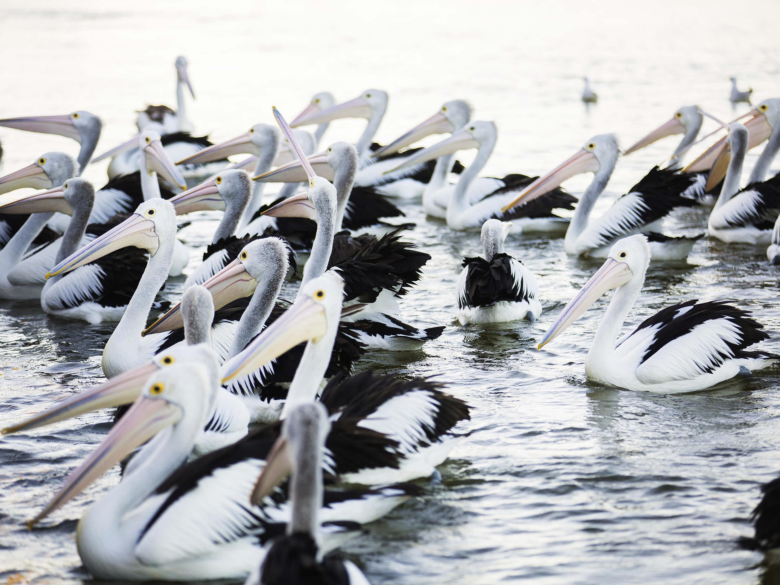 Um grupo de pelicanos em um corpo d'água.