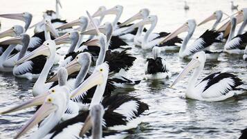 Um grupo de pelicanos em um corpo d'água.