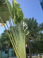 Terraço/pátio interior