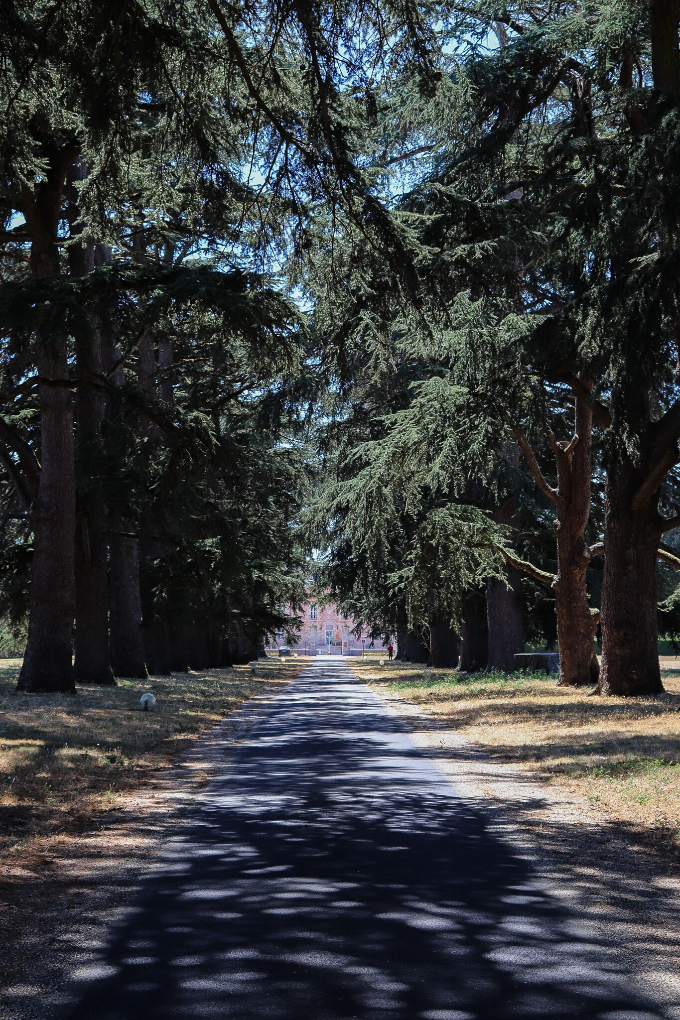 Uma estrada arborizada com um edifício ao longe.