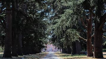 Uma estrada arborizada com um edifício ao longe.
