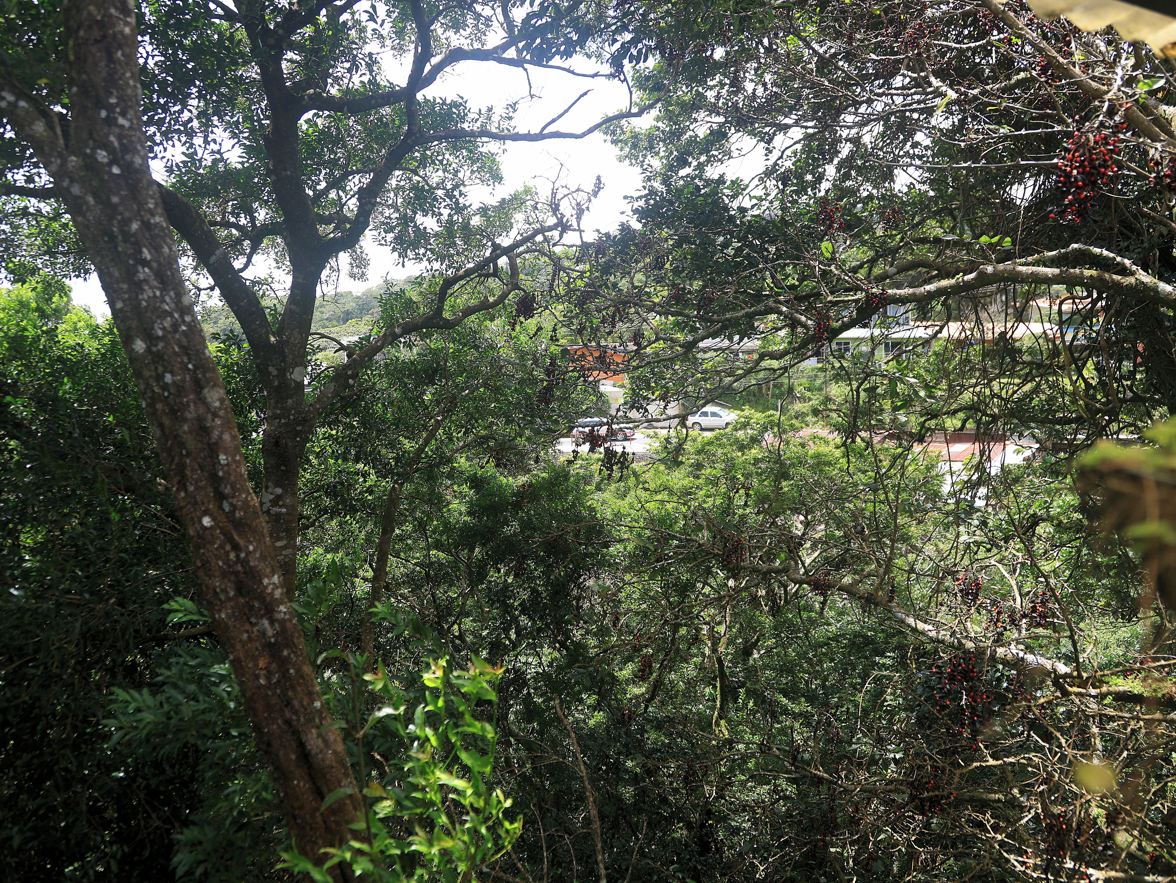 Uma floresta densa com uma construção visível ao fundo.