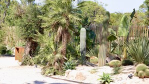 Um jardim no deserto com diversos cactos e suculentas, um cachepot de madeira e uma câmera de metal no chão.