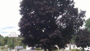 Rua arborizada com placa indicando um hotel.