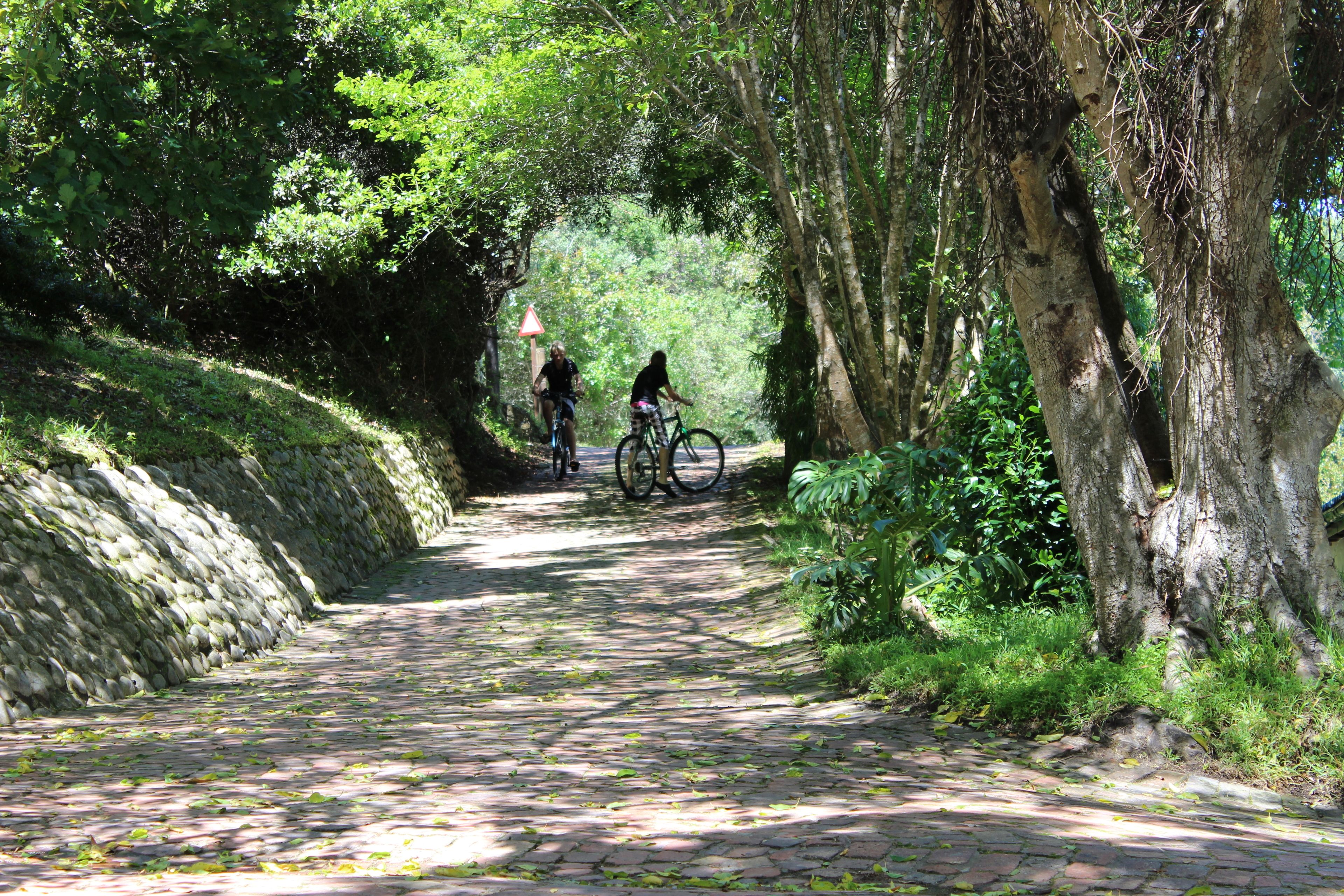 Uma trilha pavimentada ladeada por árvores e um muro de pedra, conduzindo a um ciclista e outra pessoa em bicicletas.