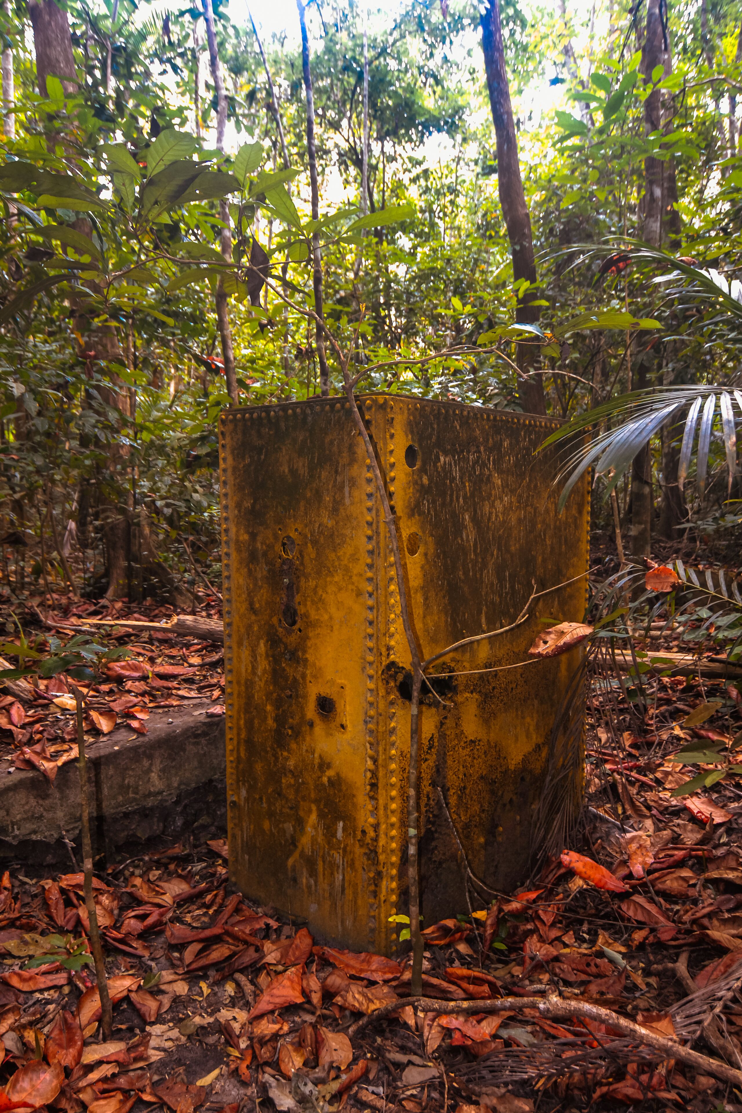 Um contêiner de metal enferrujado cercado por vegetação densa e folhas caídas.