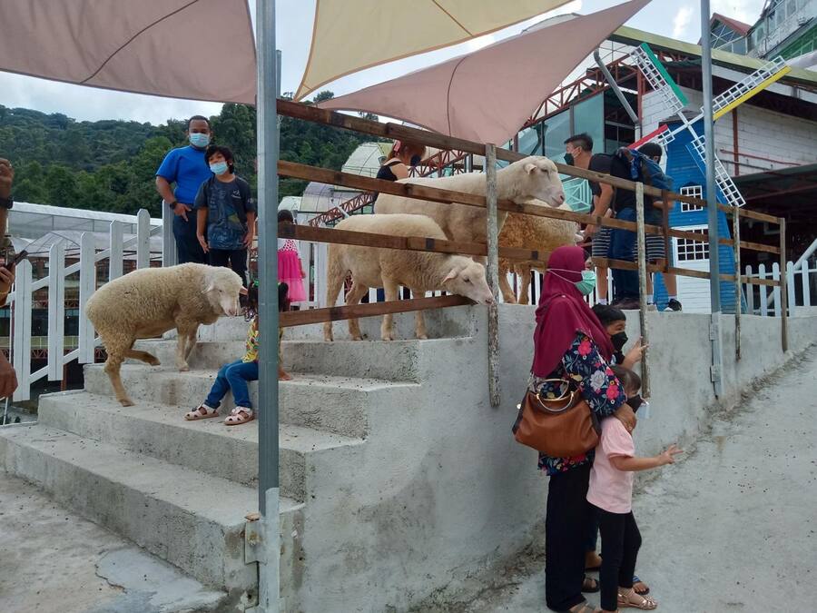 Escadaria que leva a uma plataforma com ovelhas, cercada por pessoas e um edifício com fachada colorida.
