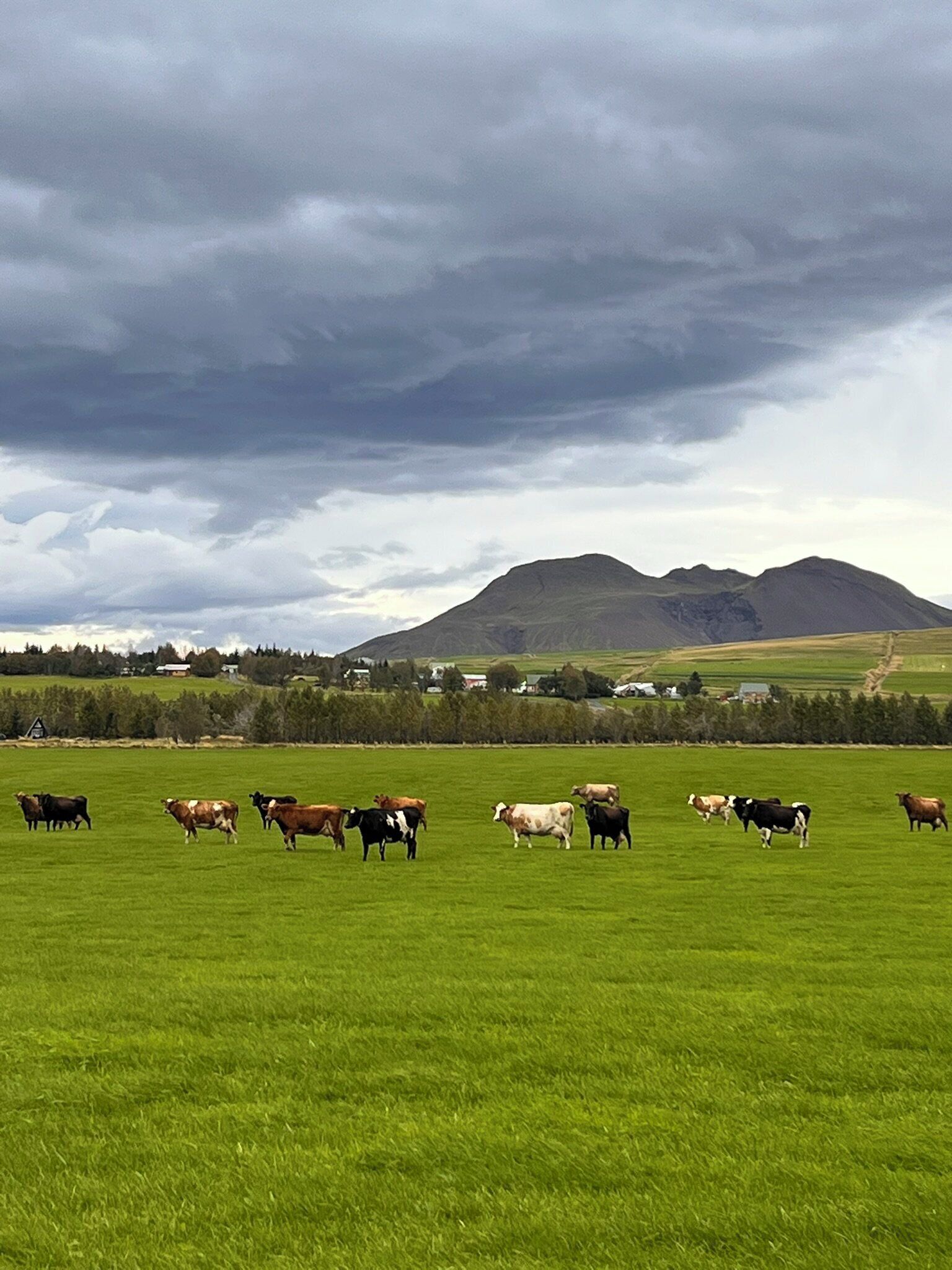 Um vasto campo aberto com um rebanho de vacas a pastar.