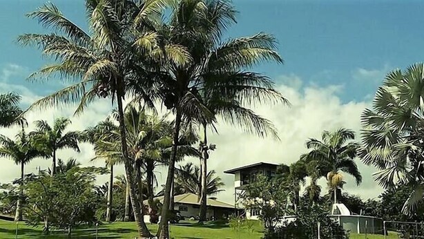 Paisagem tropical com palmeiras e uma casa.