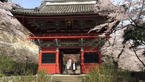 Um portão tradicional japonês com telhado vermelho e esculturas detalhadas, rodeado por cerejeiras em flor.