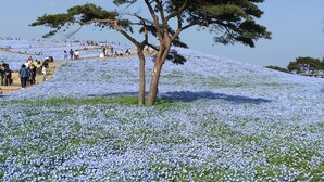 Uma árvore em um campo de flores azuis, com pessoas ao fundo.