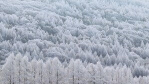 Uma floresta densa de árvores cobertas de neve.