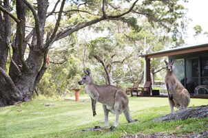 Terrenos do alojamento