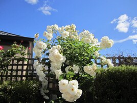 Um arbusto de rosas brancas com flores densas em frente a uma cerca de madeira e um edifício.