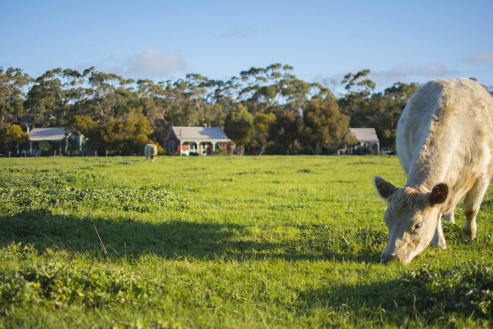 Freshwater Creek Cottages And Farm Stay - Geelong
