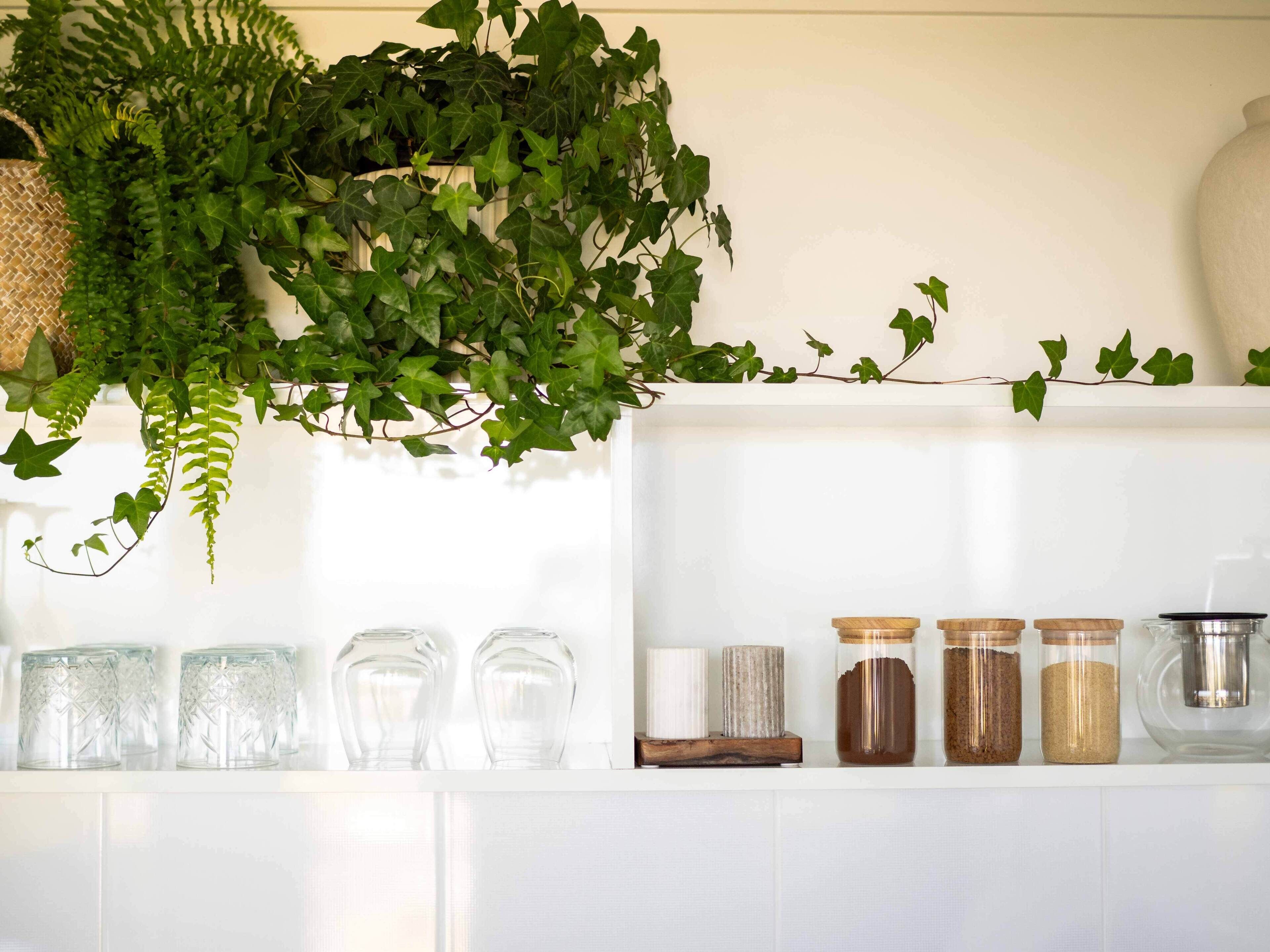 Uma prateleira na cozinha com potes de vidro e uma planta pendente.