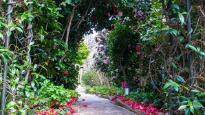 Um caminho de pedra ladeado por vegetação exuberante e plantas floridas.