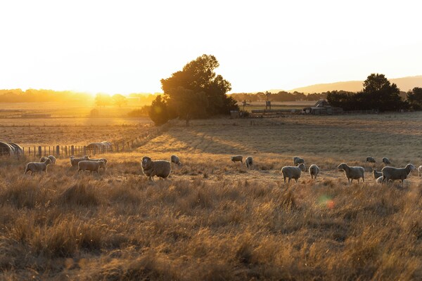 Cleveland Estate - Lancefield