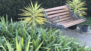 Um banco com estrutura metálica e ripas de madeira, rodeado por folhagem densa e um hedge ao fundo.
