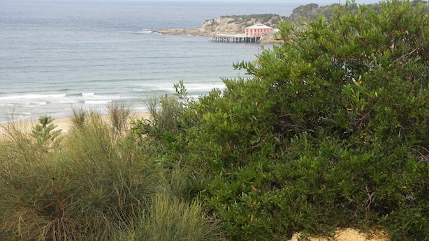 Vista costeira com um cais que se estende para o mar, rodeado por vegetação.